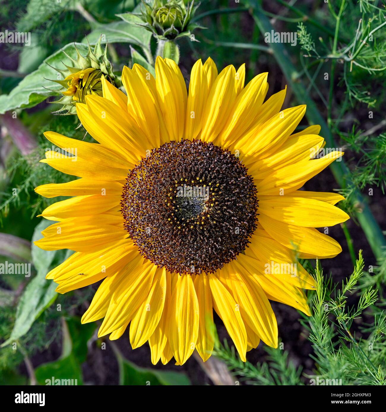 bright yellow sunflower and bumblebee collect pollen Stock Photo - Alamy