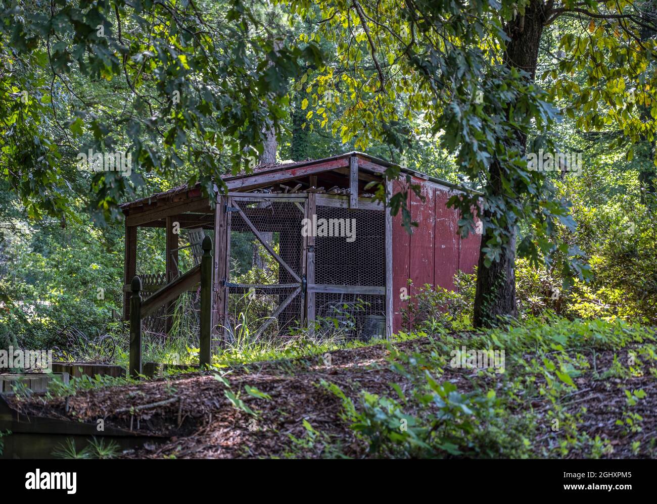 Small red structure chicken coop left abandoned in the woods rotting ...