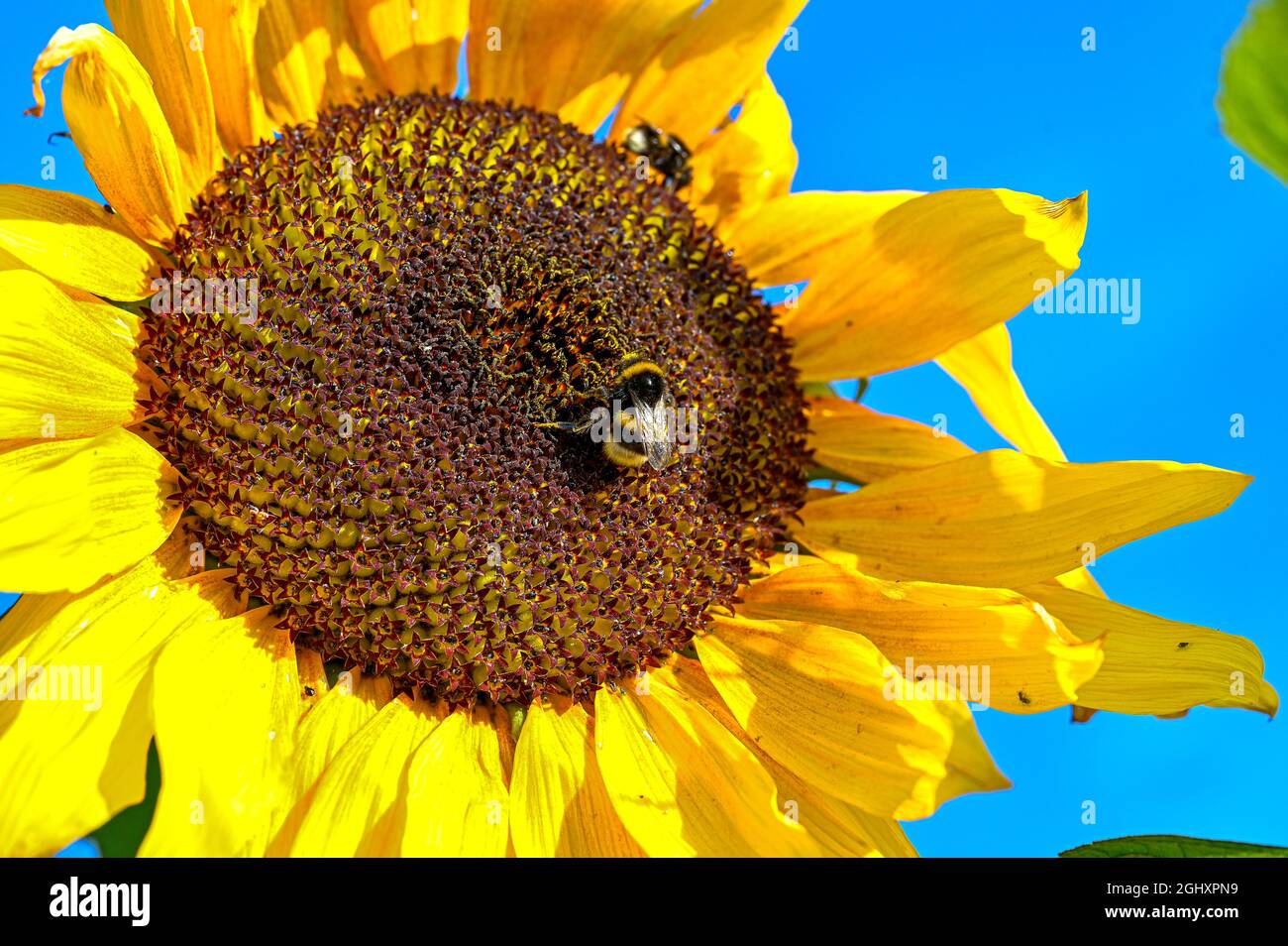 bright yellow sunflower and bumblebee collect pollen Stock Photo - Alamy