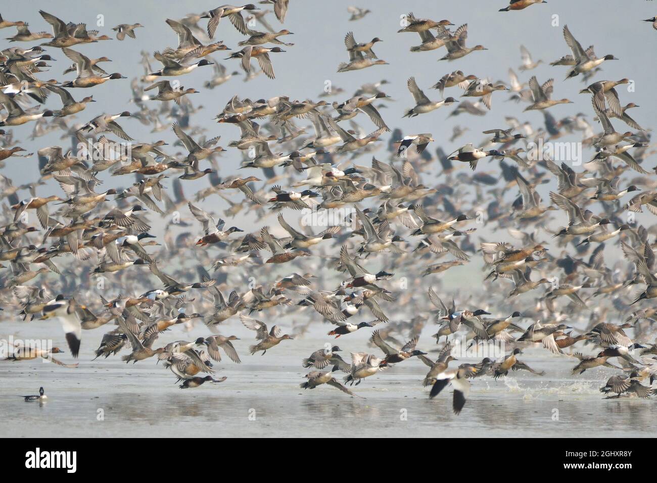 Flock Of Migratory Birds Are Flying Over The Lake Stock Photo - Alamy