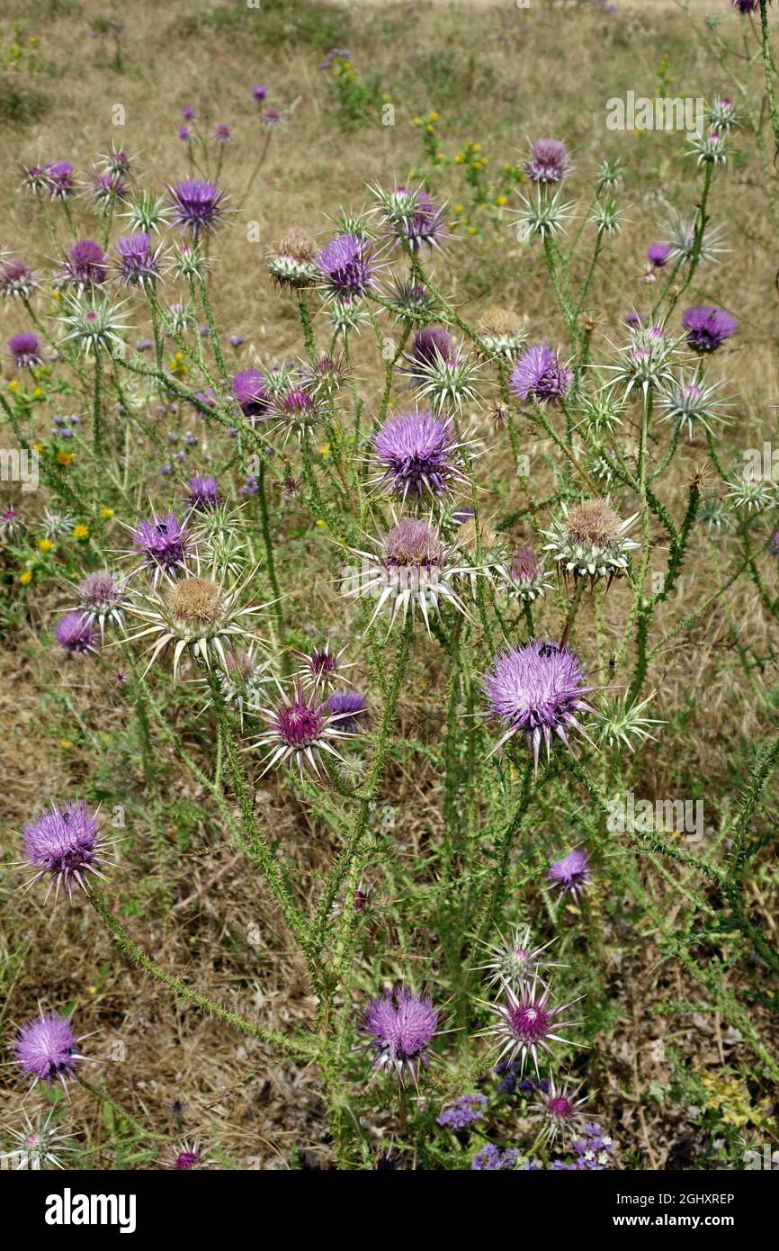 plume thistles, Kratzdisteln, Cirsium, aszat, Cyprus, Europe Stock ...