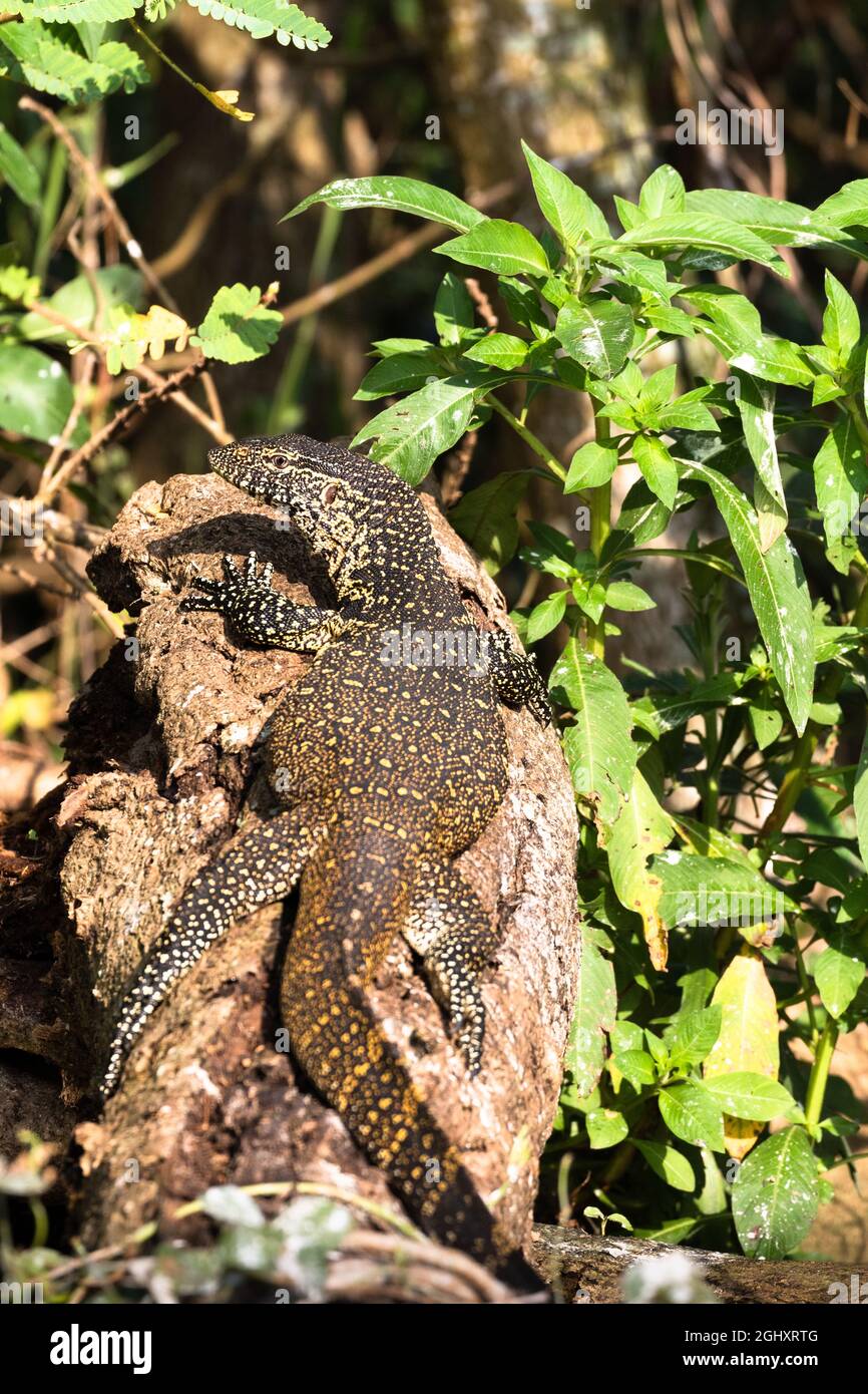 Mosaic lizard hi-res stock photography and images - Alamy