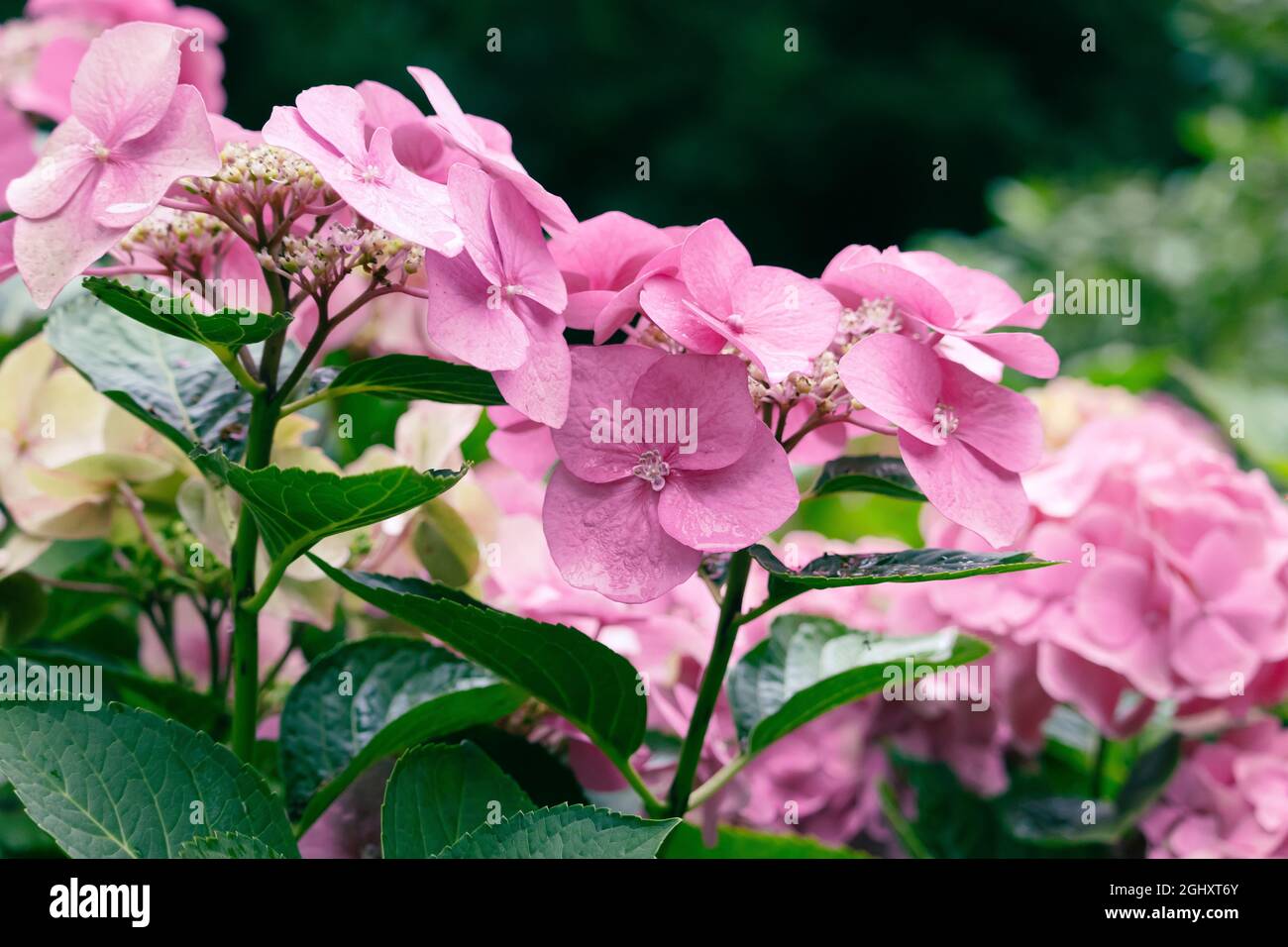 Beautiful pink Hydrangea flowers in the garden Stock Photo - Alamy