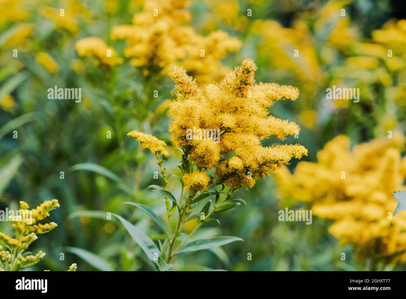 Solidago flowers hi-res stock photography and images - Alamy