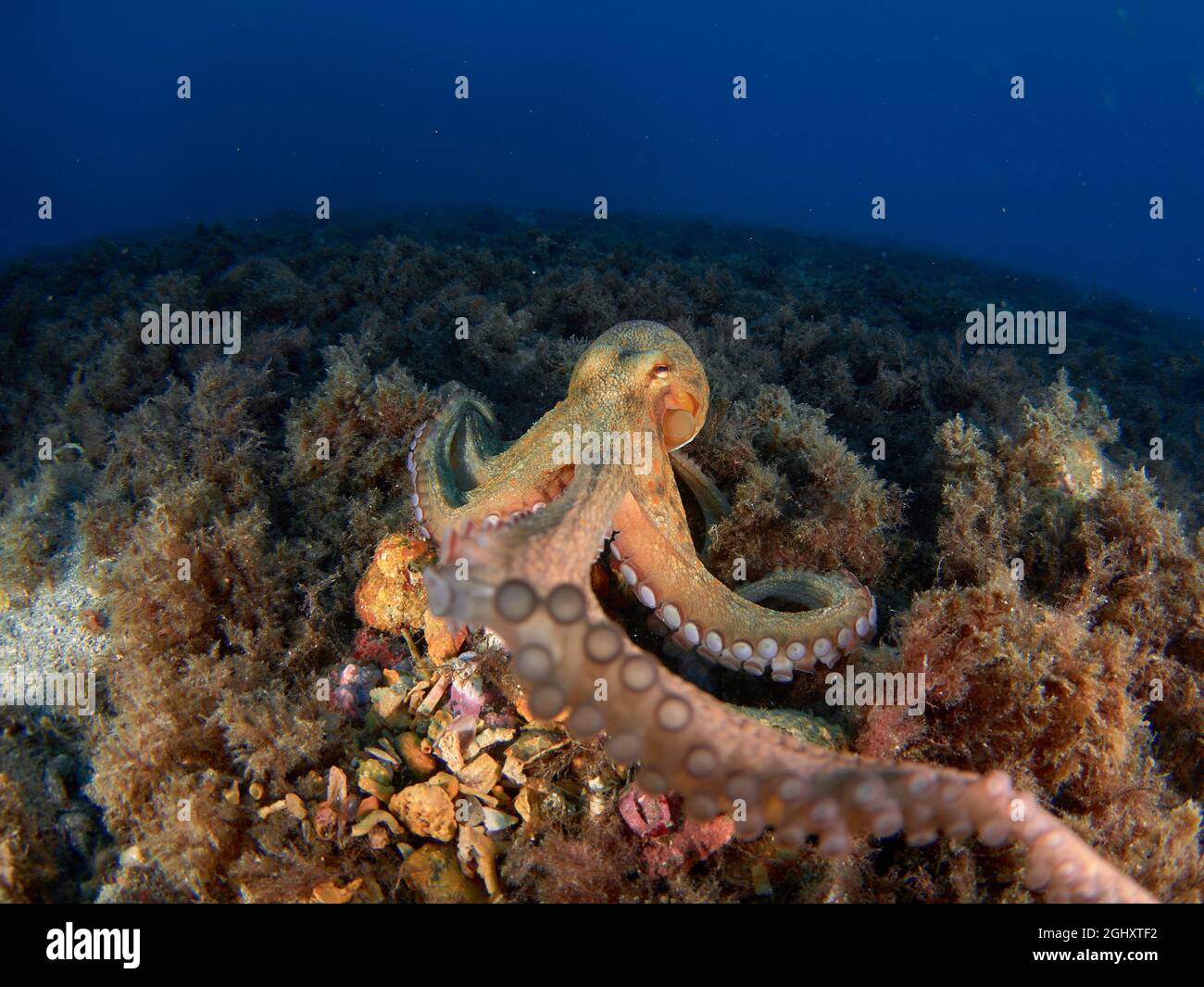 Common octopus (octopus vulgaris) in the Mediterranea sea Stock Photo ...