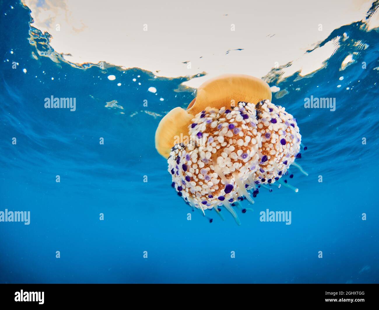 Mediterranean Fried Egg Jellyfish - Cotylorhiza tuberculata Stock Photo ...