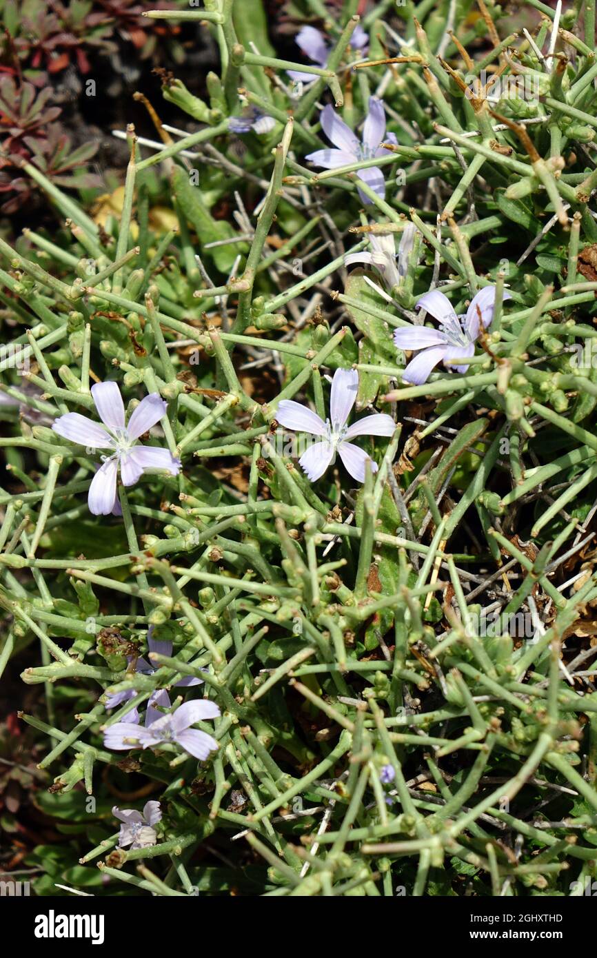 Spinosum hi-res stock photography and images - Alamy