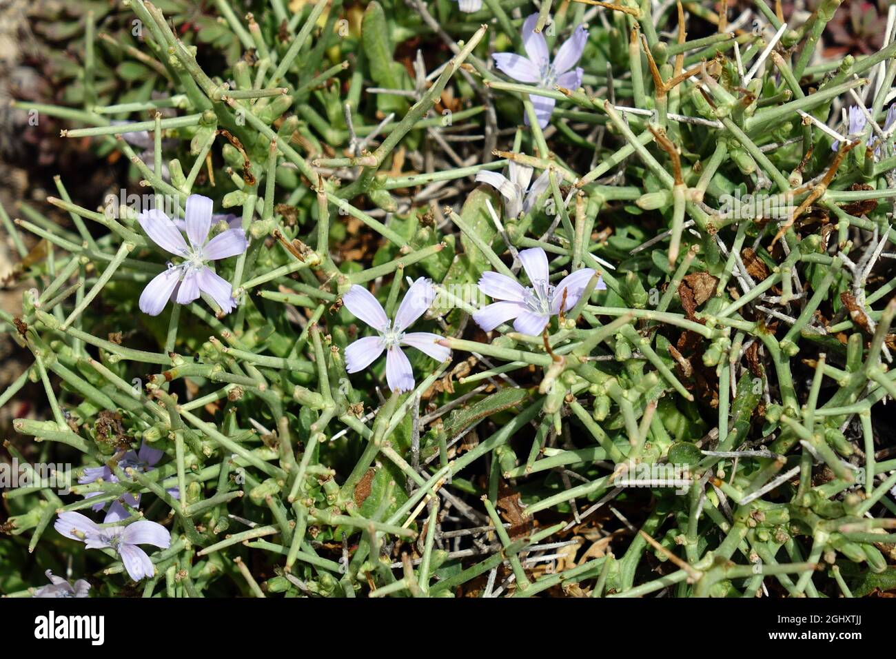 Spinosum hi-res stock photography and images - Alamy