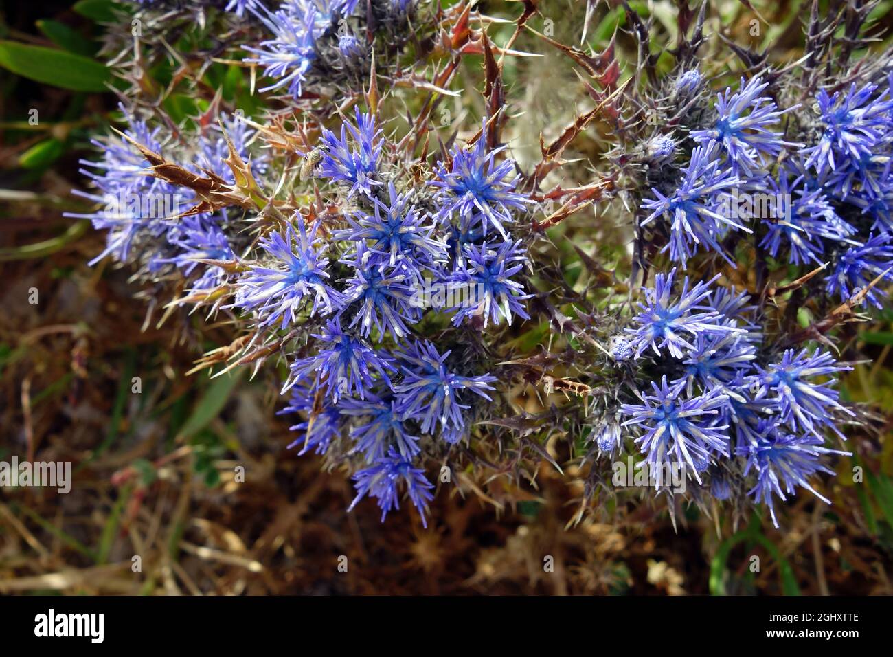 Schirmsaflor hi-res stock photography and images - Alamy