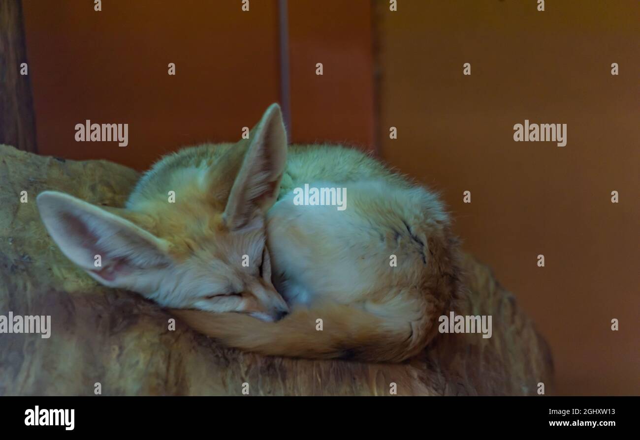 Vulpes zerda small animal lying with big ears in hot summer day Stock ...
