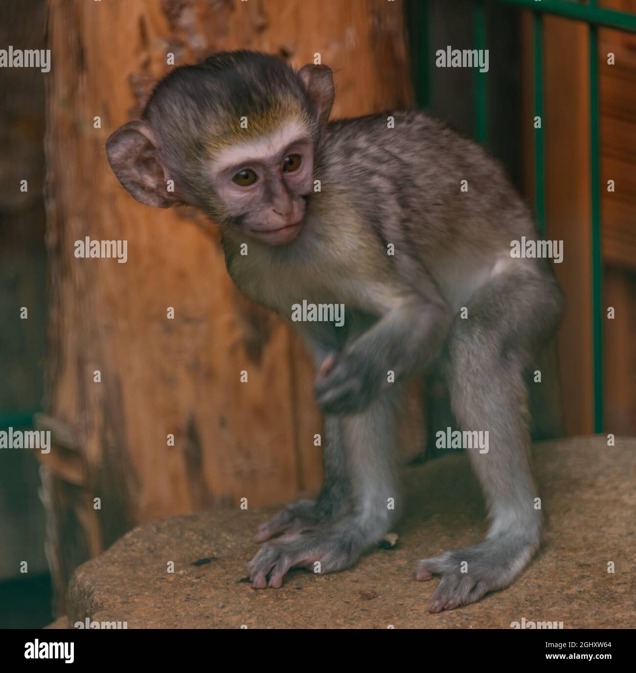 Young animal child of monkey playing near fence with sunflower seeds ...
