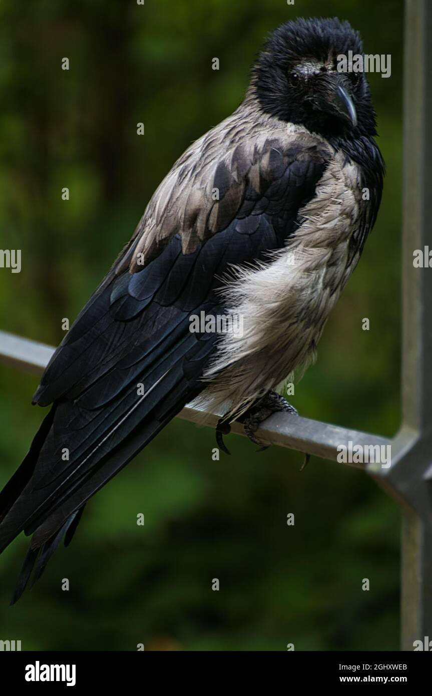 Vertical shot of a crow sitting on a gate with blurred background Stock ...