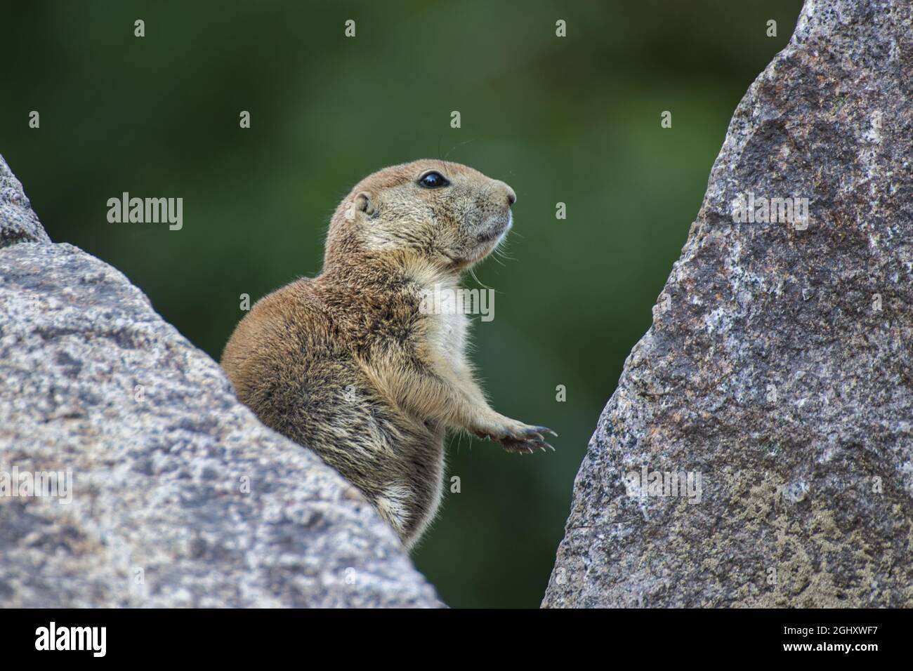Closeup shot of a groundhog sitting on a rock with blurred background ...