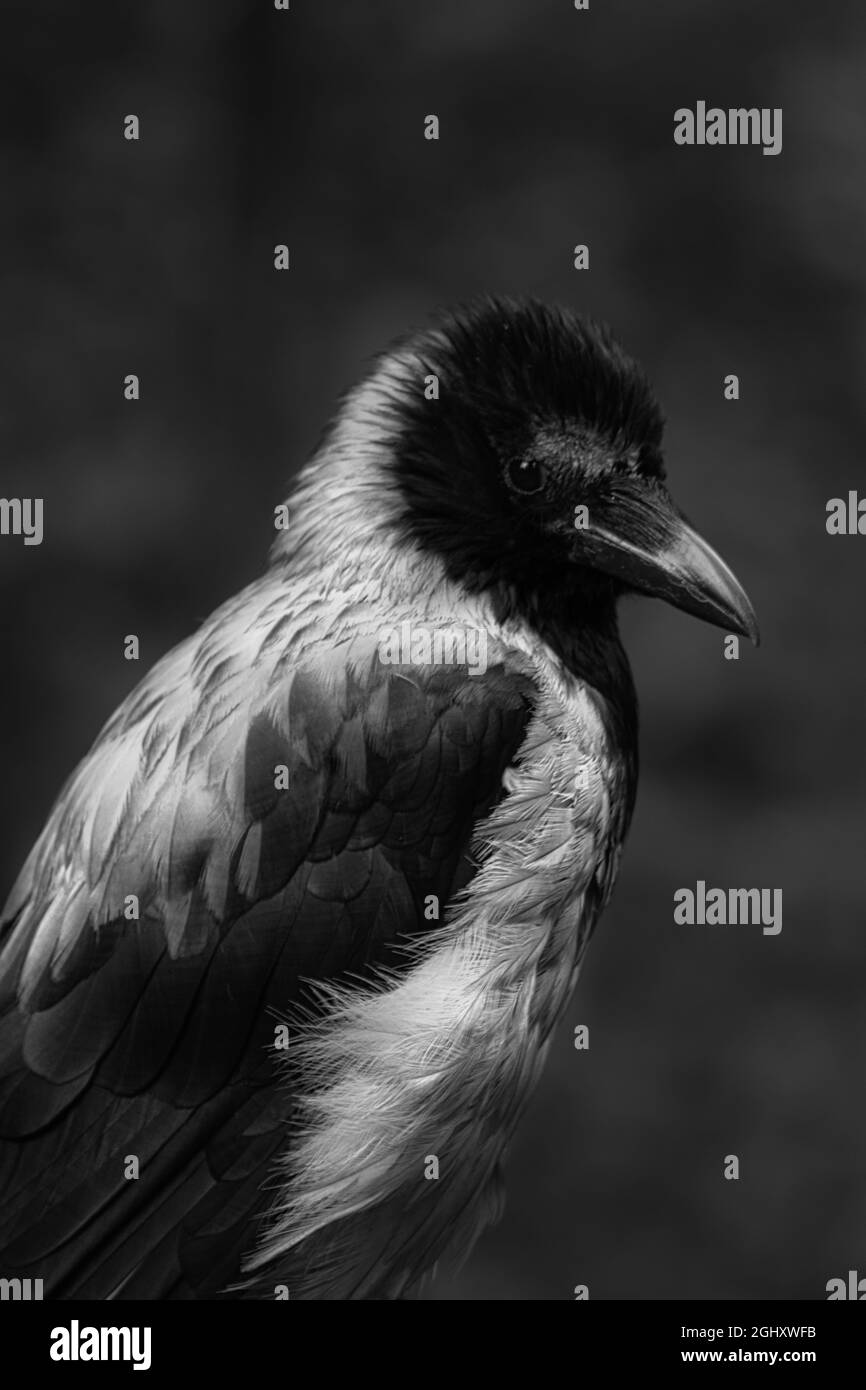 Vertical closeup shot of a crow in grayscale Stock Photo - Alamy