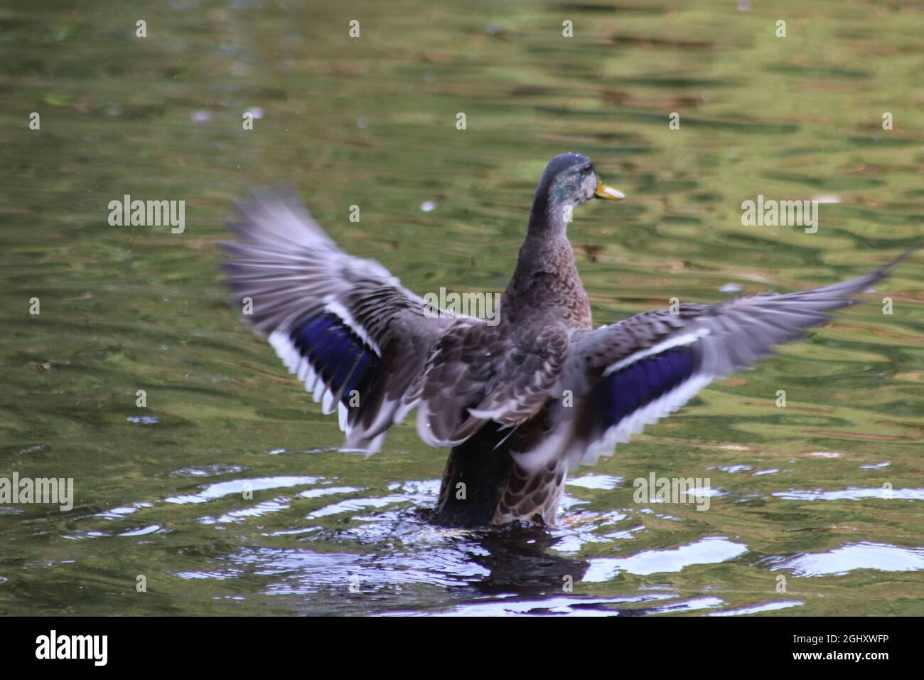 Duck rearing up in pond Stock Photo - Alamy