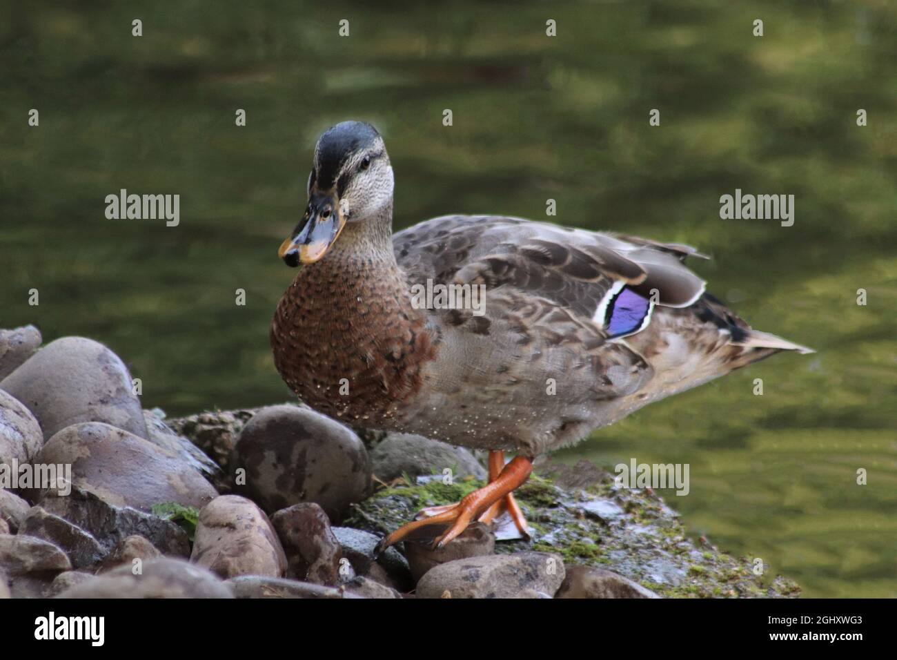 Duck climbing out of water Stock Photo - Alamy