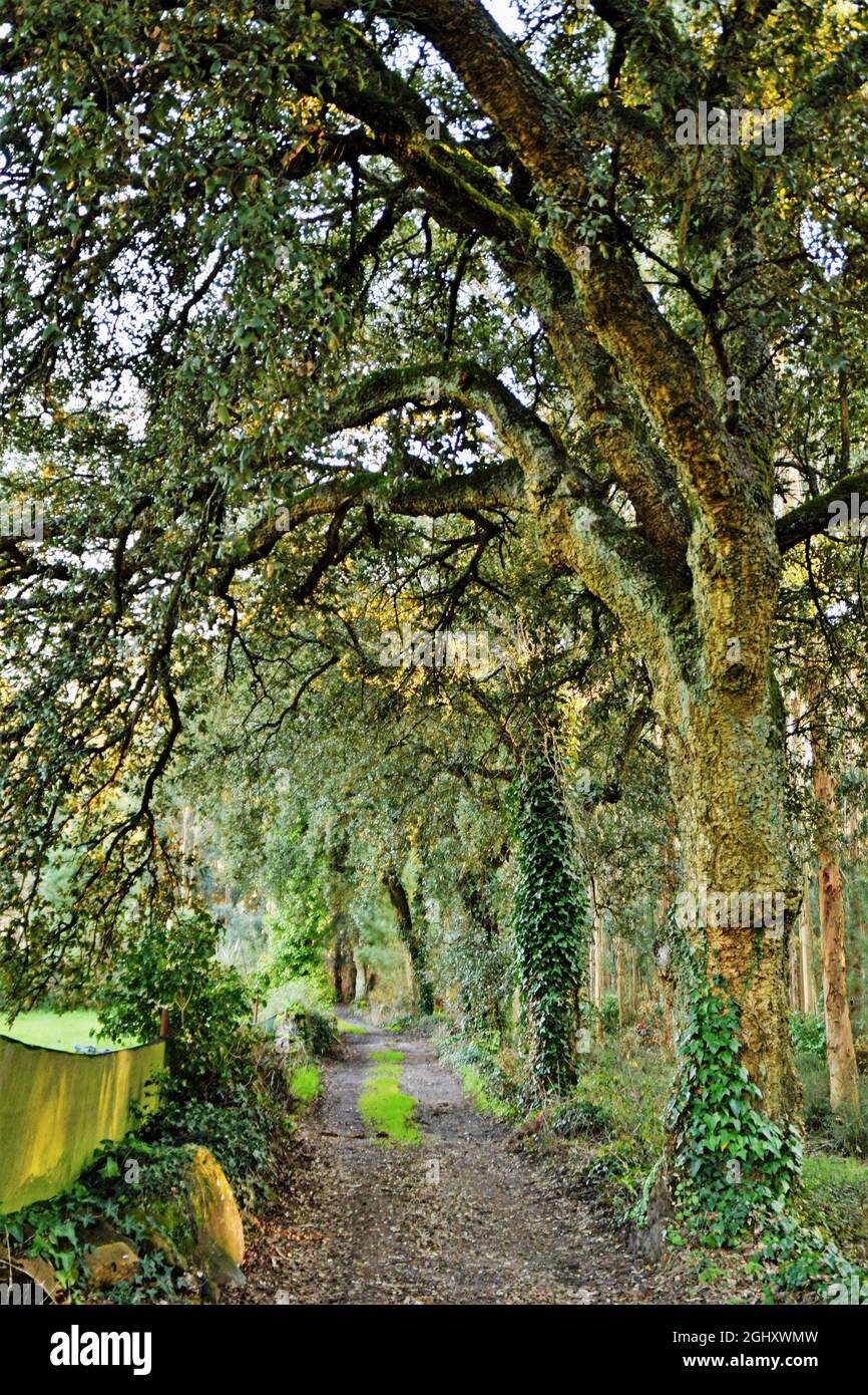 Drooping trees hi-res stock photography and images - Alamy