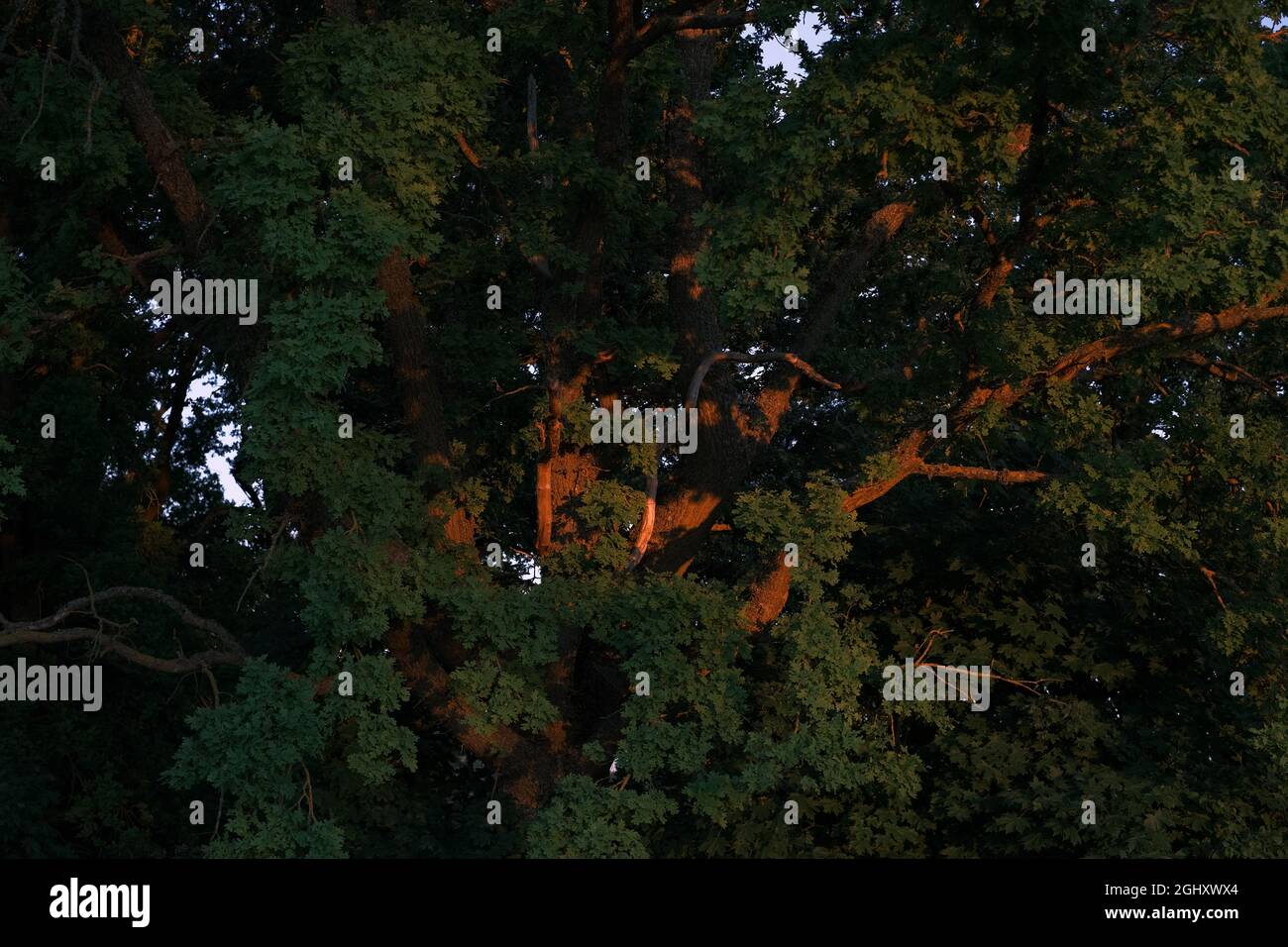 Large tree branches with green leaves, during sunset Stock Photo - Alamy