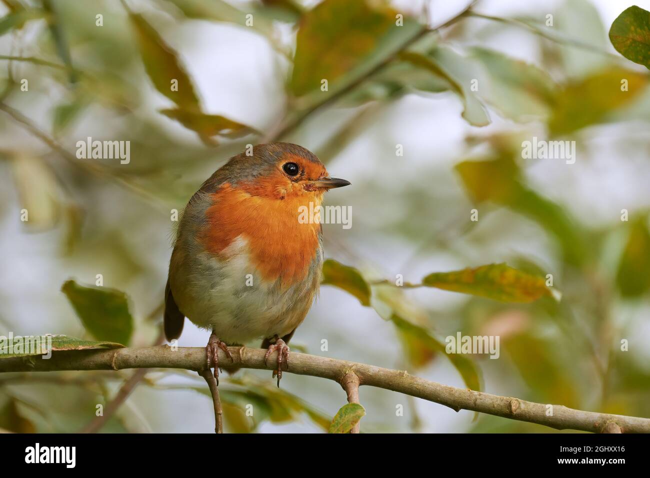 European Robin, Erithacus rubecula, in goat willow, Salix caprea ...