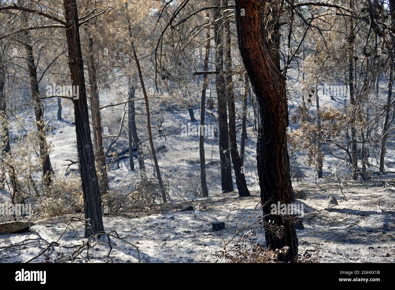 scorched landscape on rhodes island in greece after forest fire Stock ...