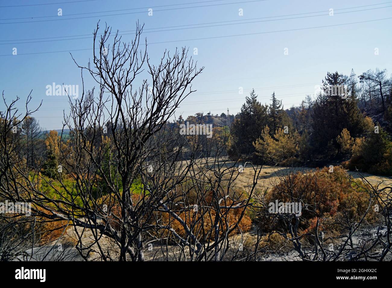 scorched landscape on rhodes island in greece after forest fire Stock ...