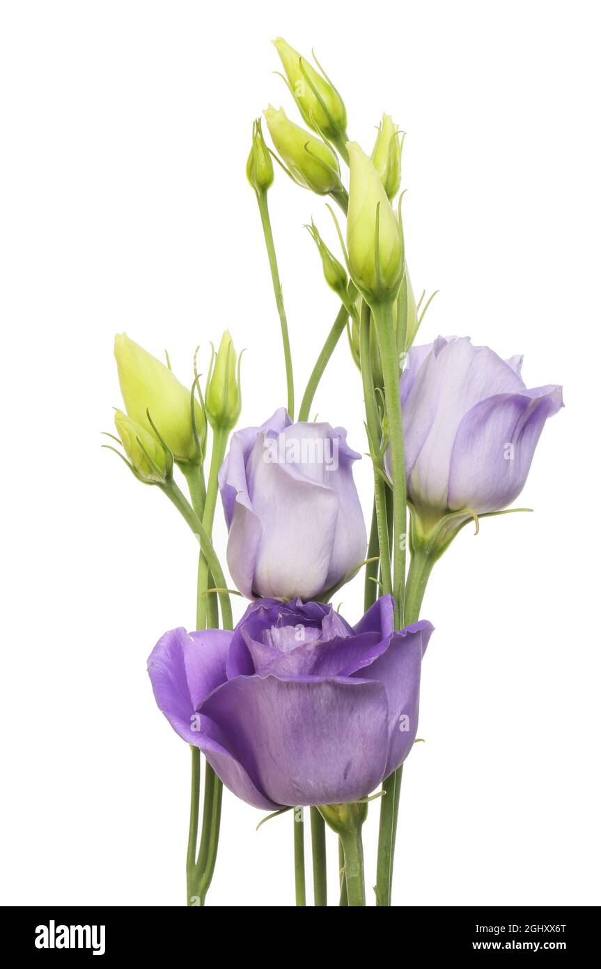 Lisianthus flowers and buds isolated against white Stock Photo - Alamy