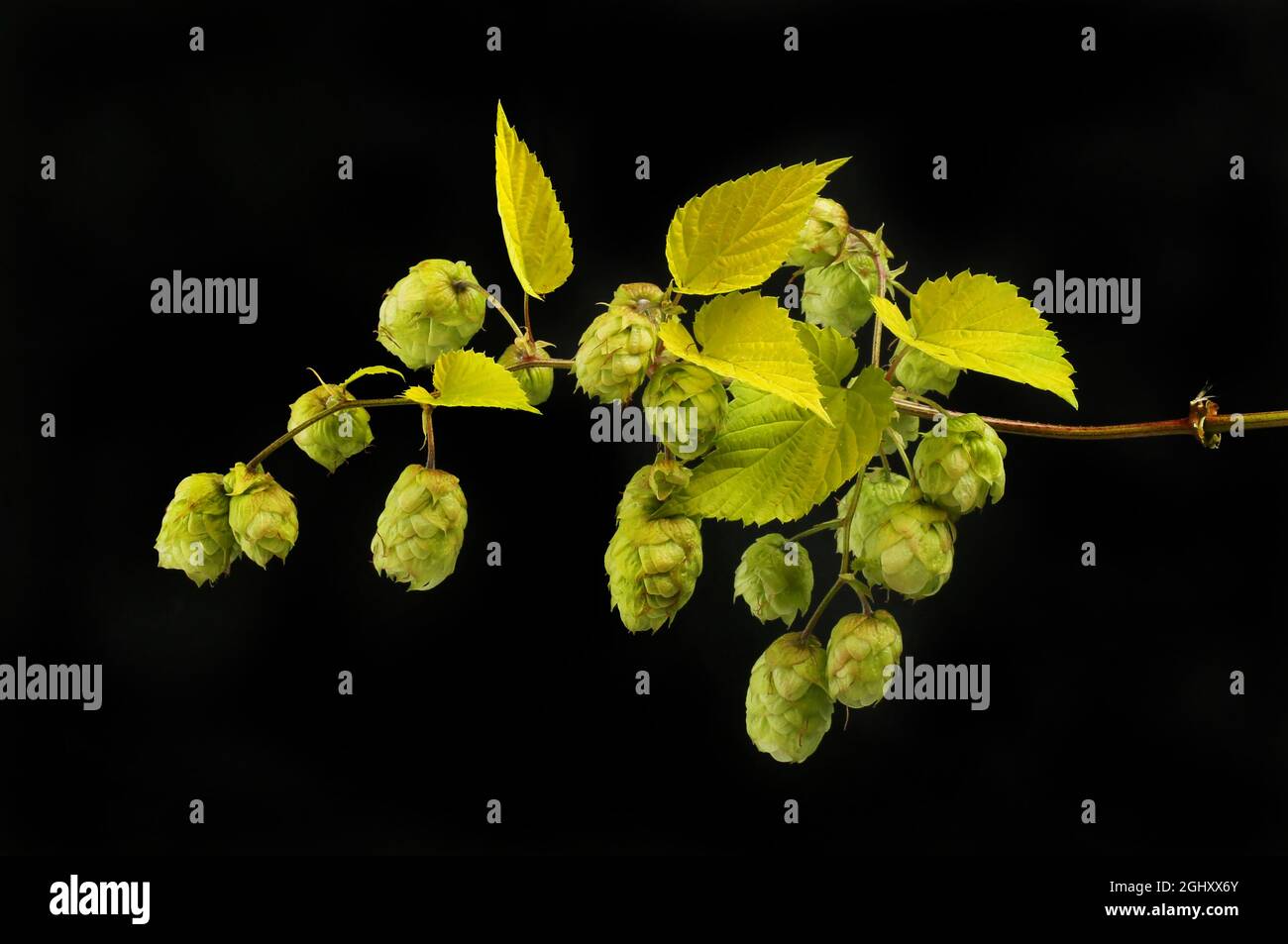 Golden hop, Humulus lupulus Aureus, foliage and flowers isolated ...