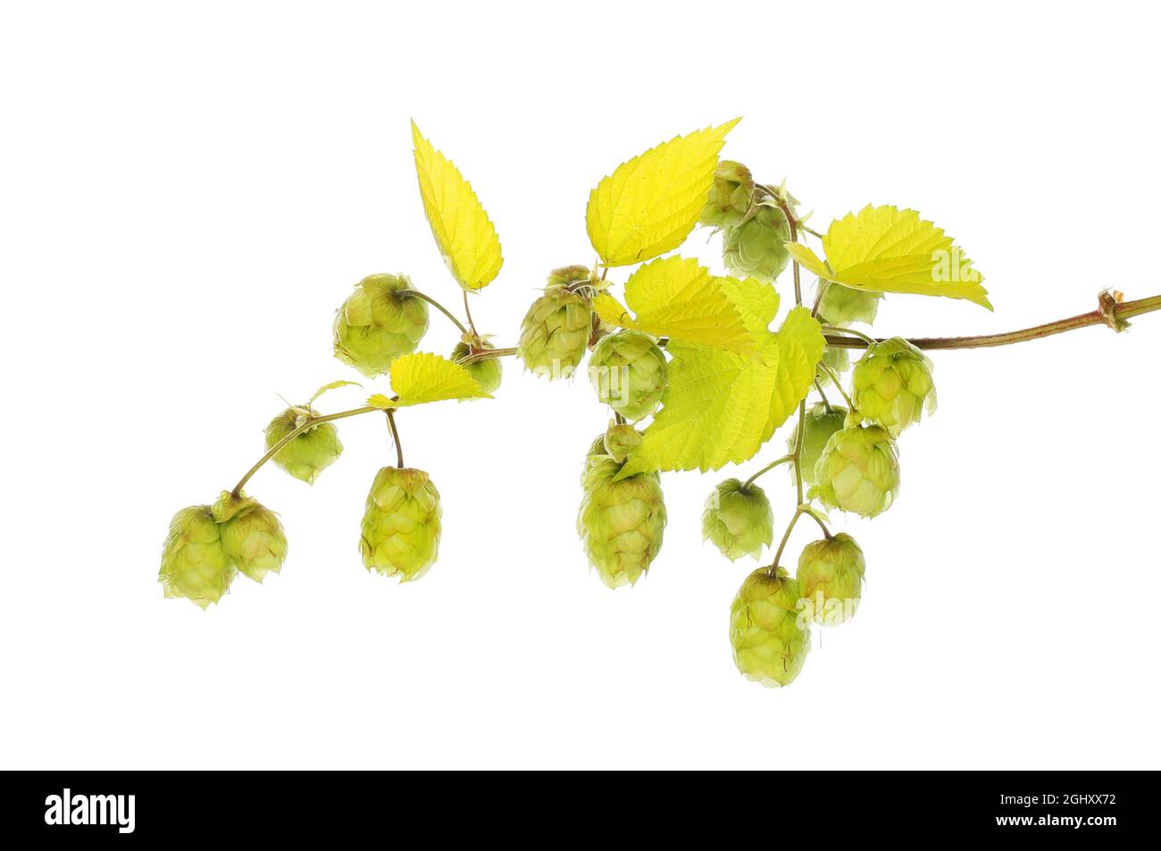 Humulus lupulus aureus Cut Out Stock Images & Pictures - Alamy