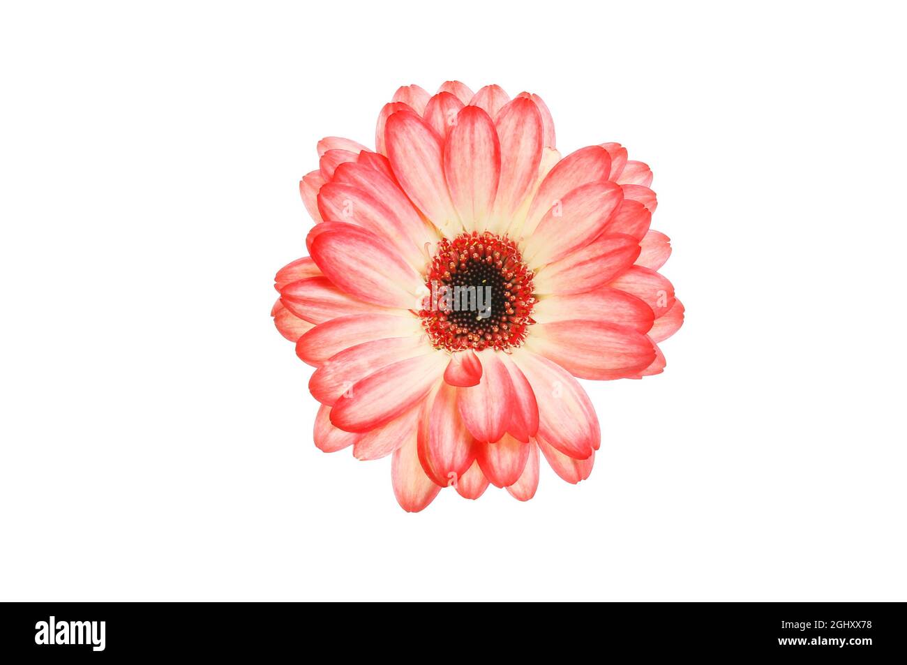 Red and cream coloured gerbera daisy isolated against white Stock Photo ...
