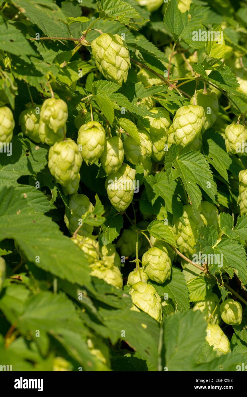 Common hop (Humulus lupulus) growing in the garden. Female cones on the ...