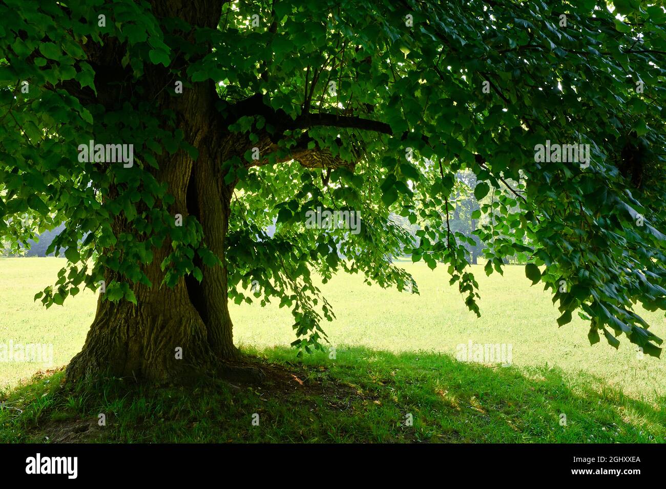 Linden tree garden hi-res stock photography and images - Alamy