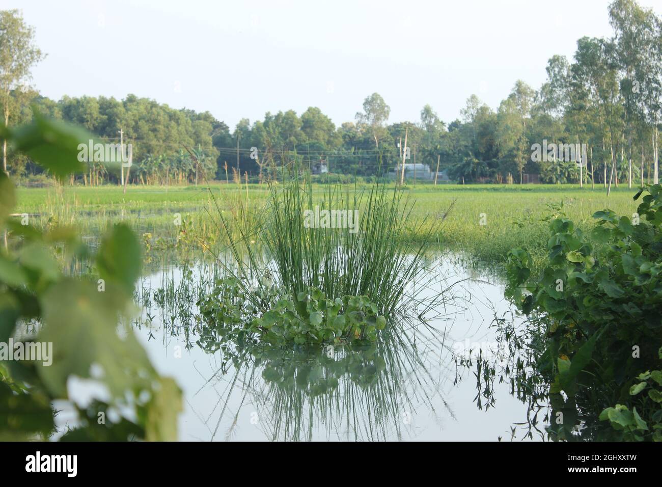 The Nature of River Life Stock Photo - Alamy