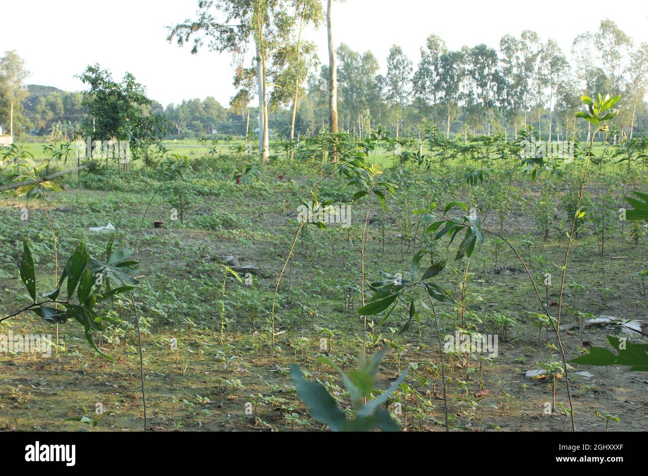 Poultry Farm and Vegetable Cultivation Stock Photo - Alamy