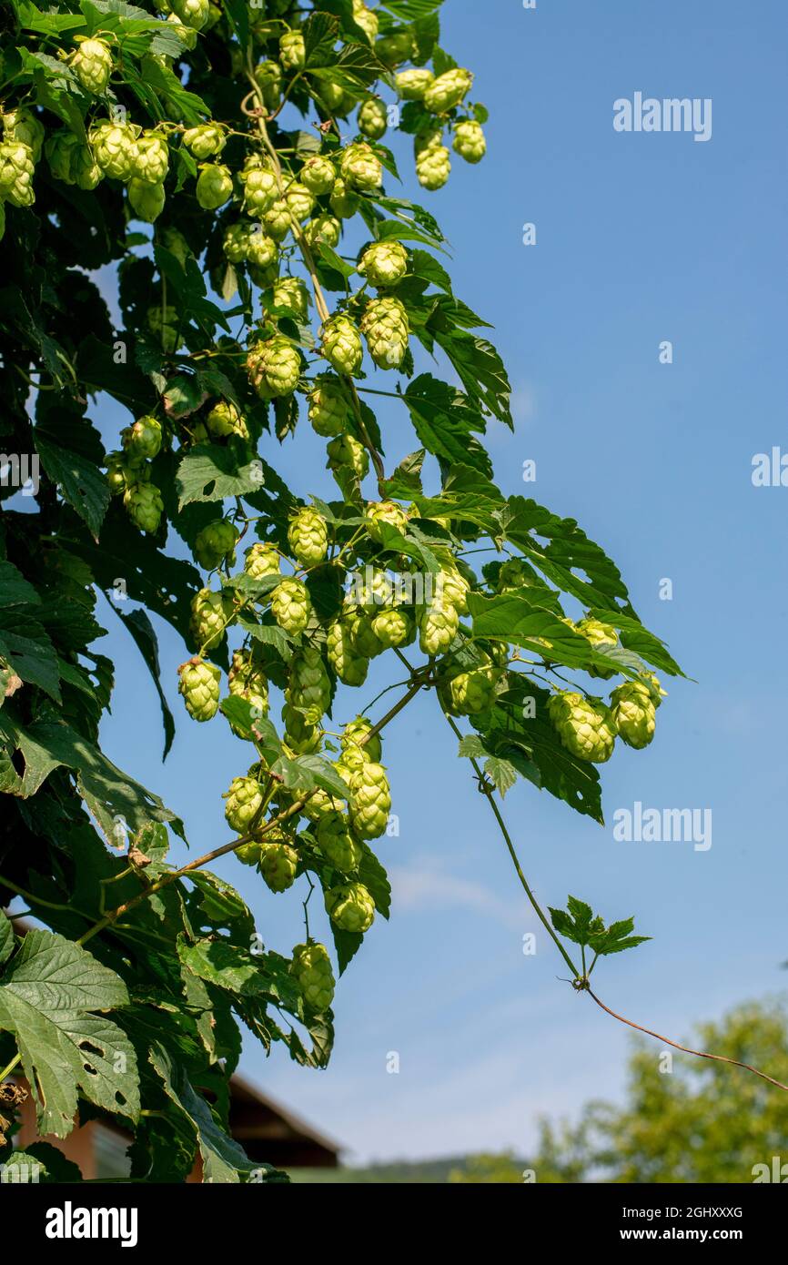 Common hop (Humulus lupulus) growing in the garden. Female cones on the ...