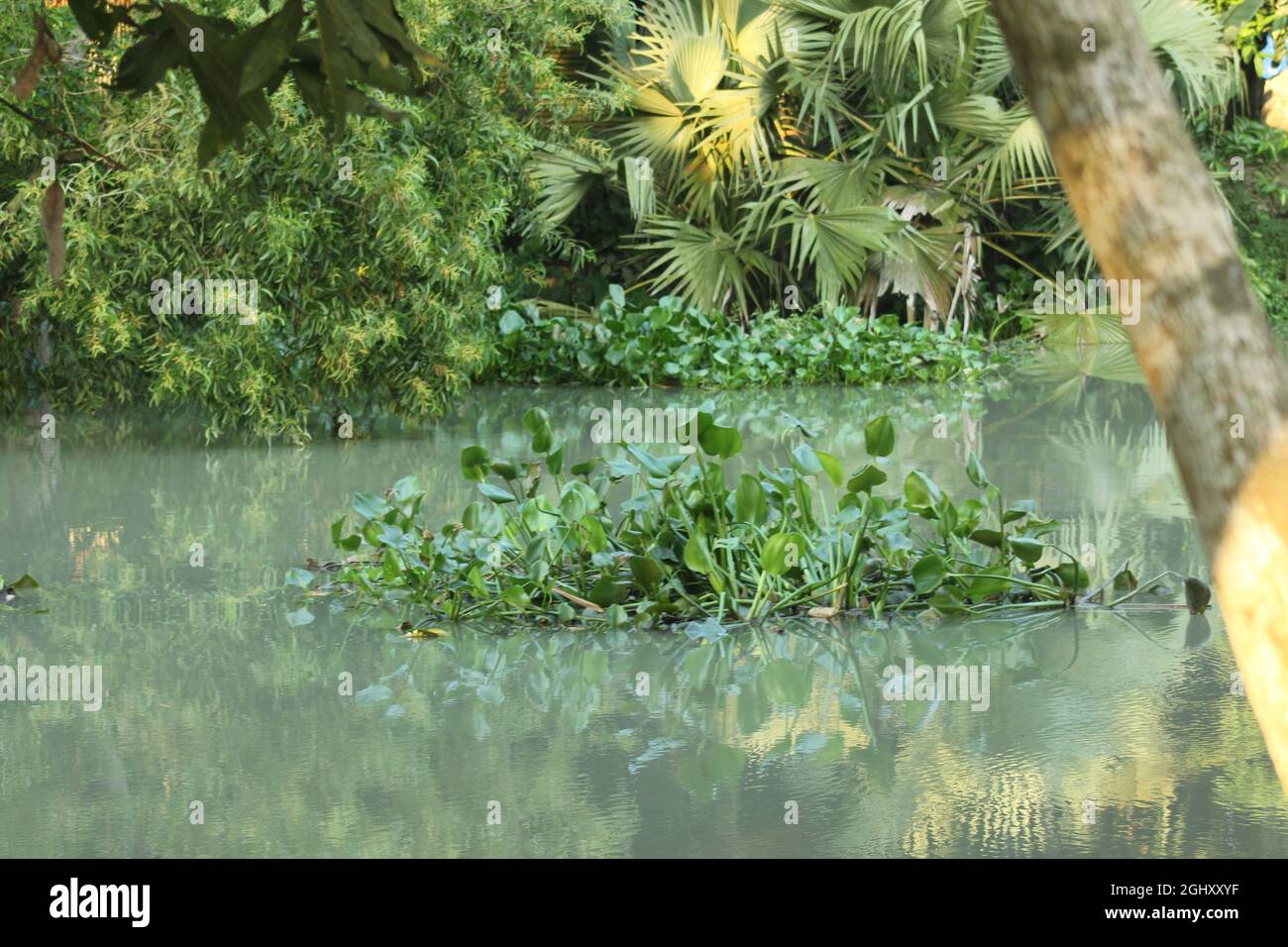 The Nature of River Life Stock Photo - Alamy