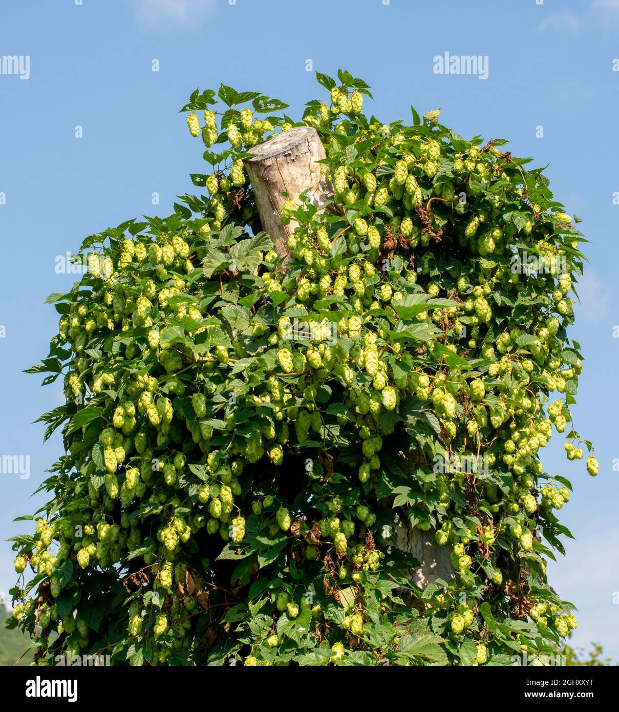 Lupulin glands hi-res stock photography and images - Alamy