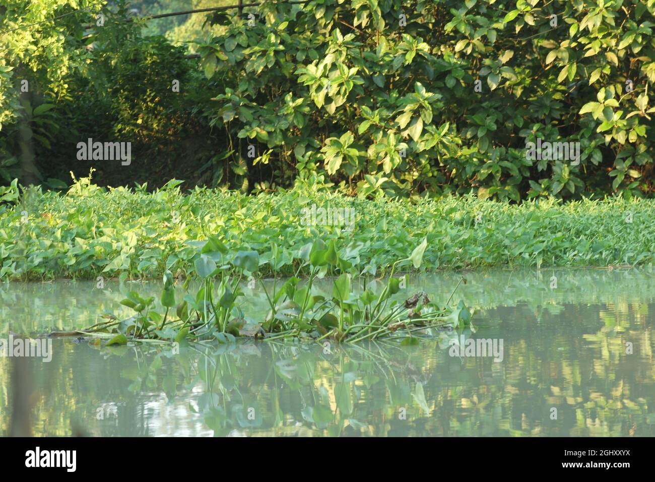 The Nature of River Life Stock Photo - Alamy