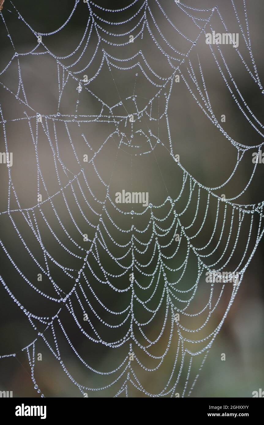 Web created by spider hi-res stock photography and images - Alamy