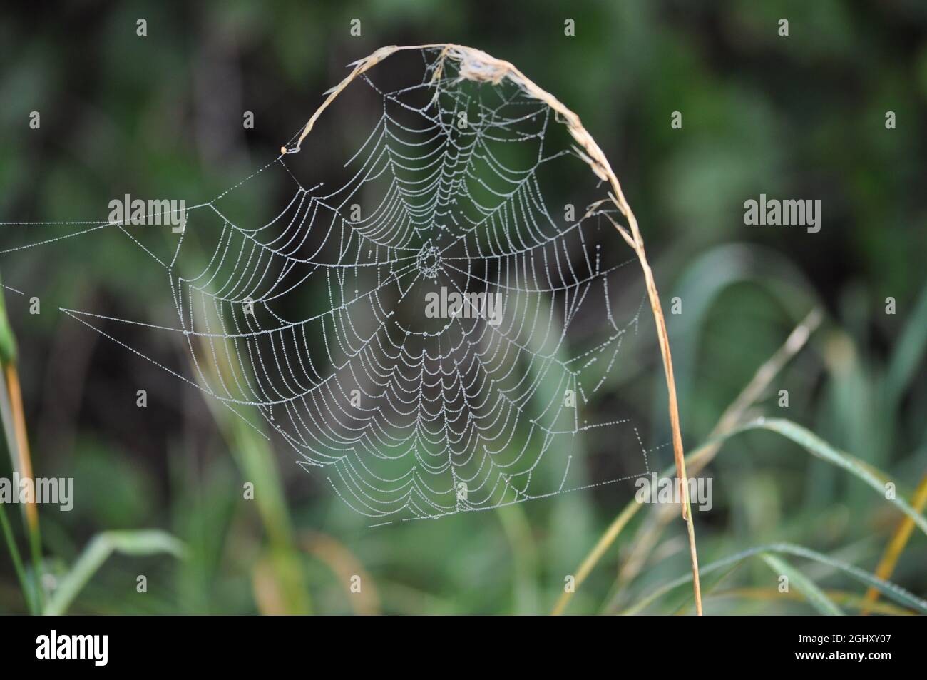 Raindrops captured on spider web in late summer. The web has been ...