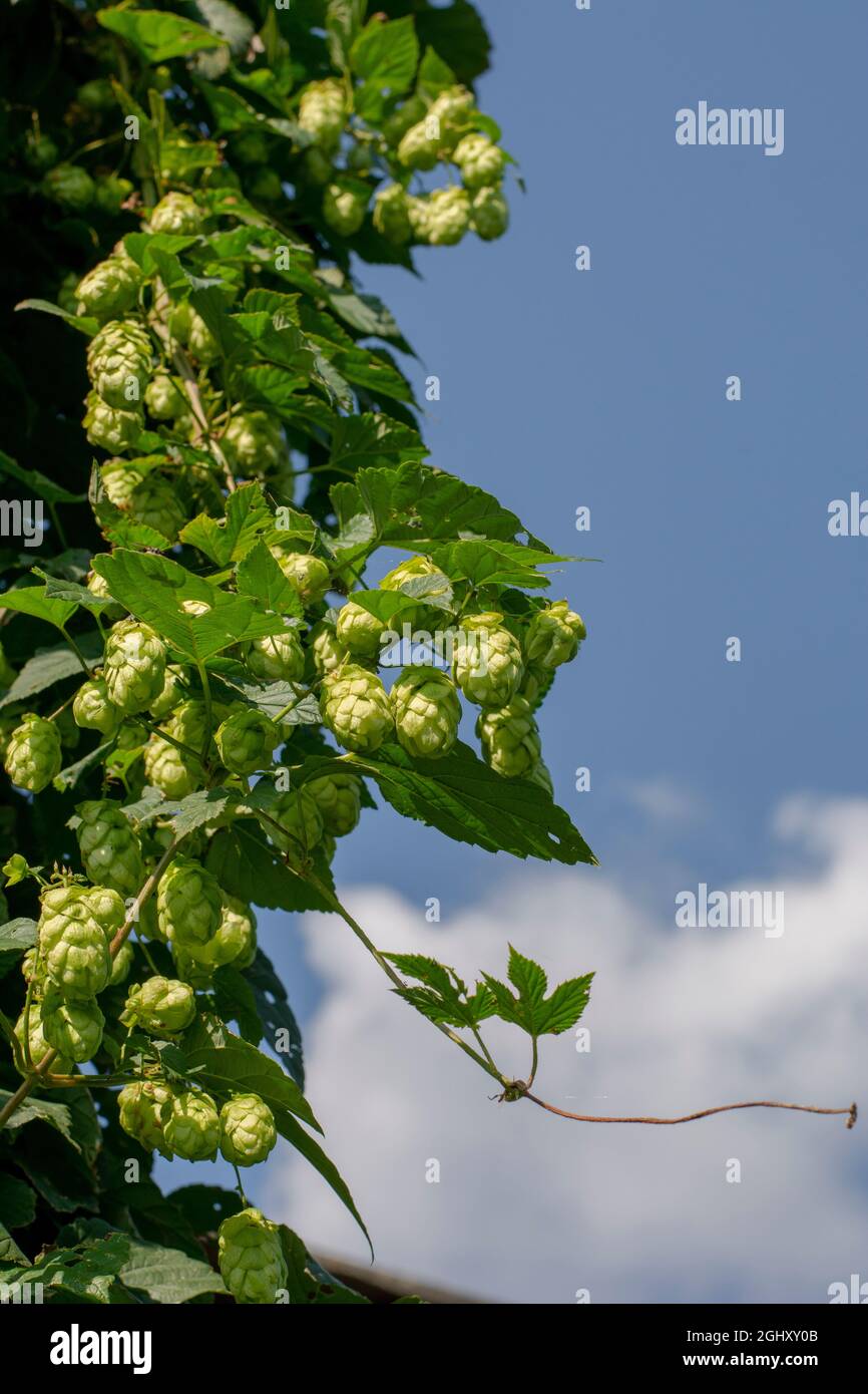 Common hop (Humulus lupulus) growing in the garden. Female cones on the ...