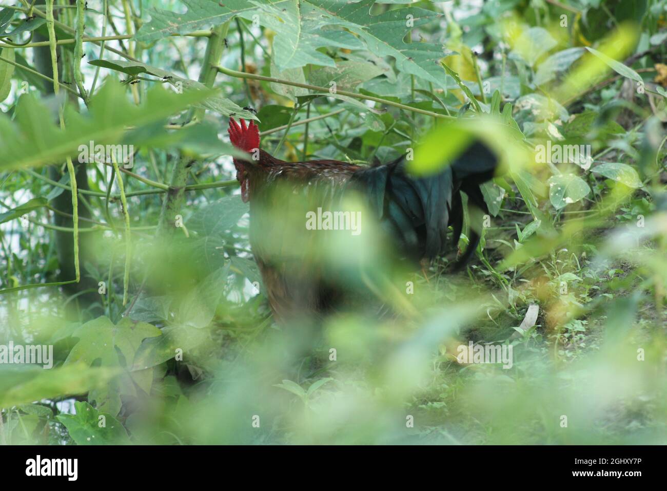Poultry Farm and Vegetable Cultivation Stock Photo - Alamy