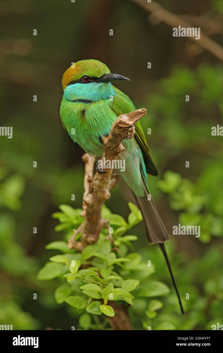 Asian Green Bee-eater (Merops orientalis ceylonicus) adult perched on ...