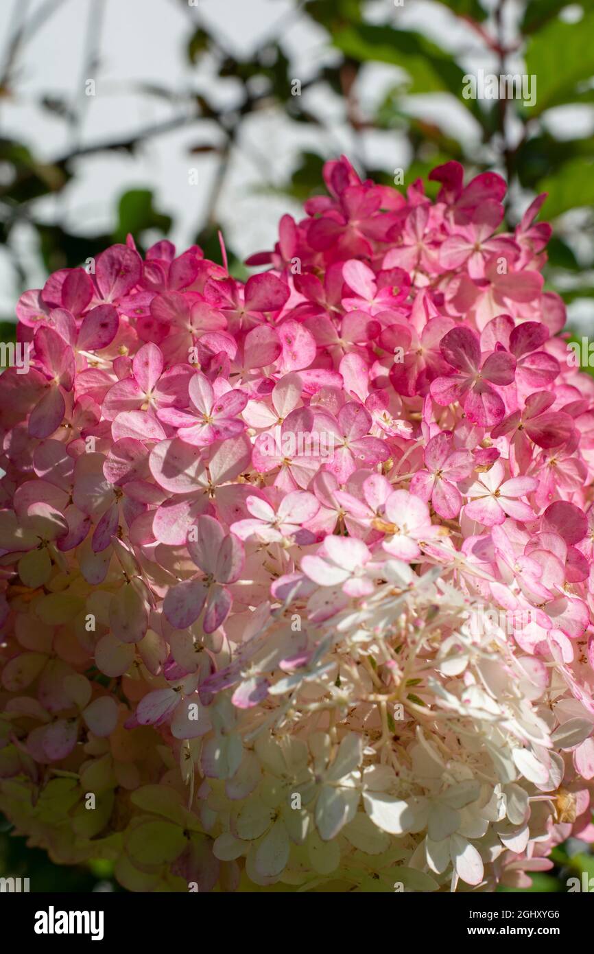 Blooming Hydrangea paniculata Grandiflora. Pink and white flowers of ...