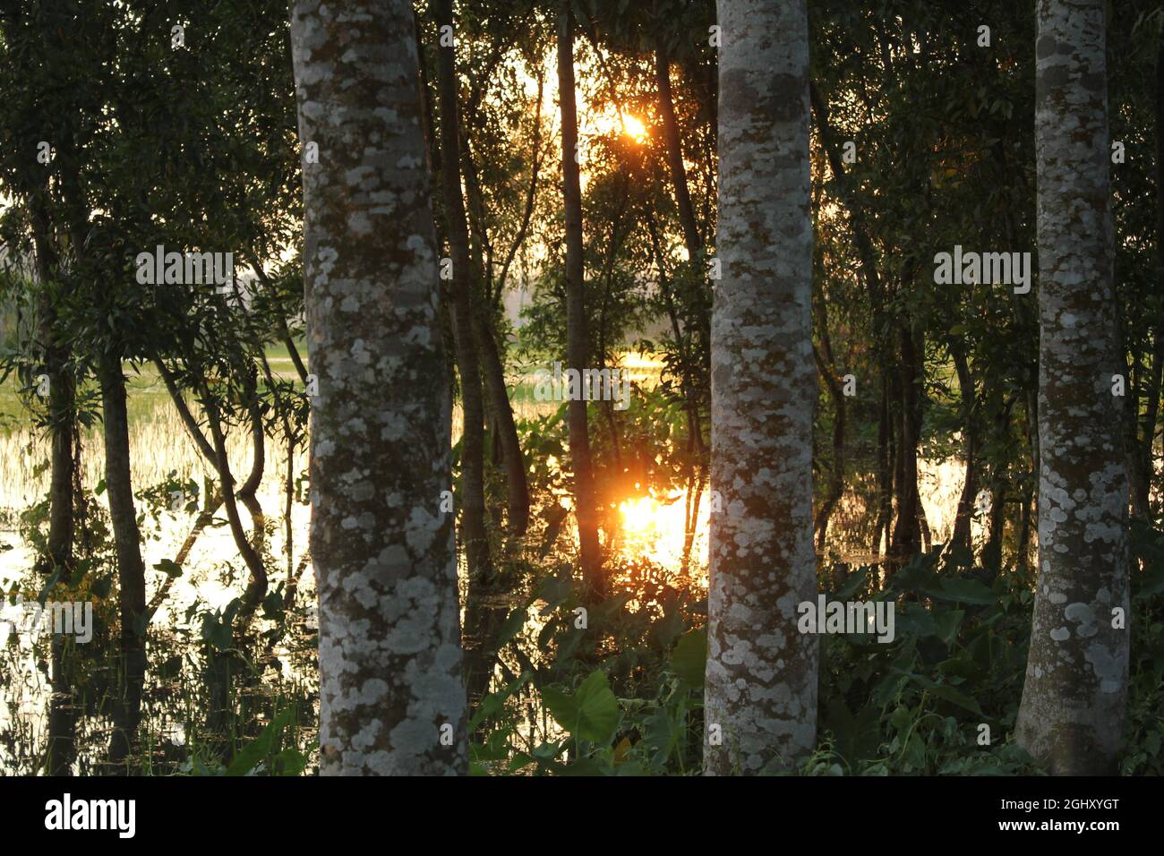 Paddy footage hi-res stock photography and images - Alamy