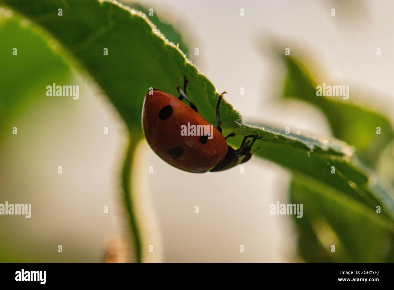 Seven-point ladybug on a plant. coccinella septempuncata Stock Photo ...