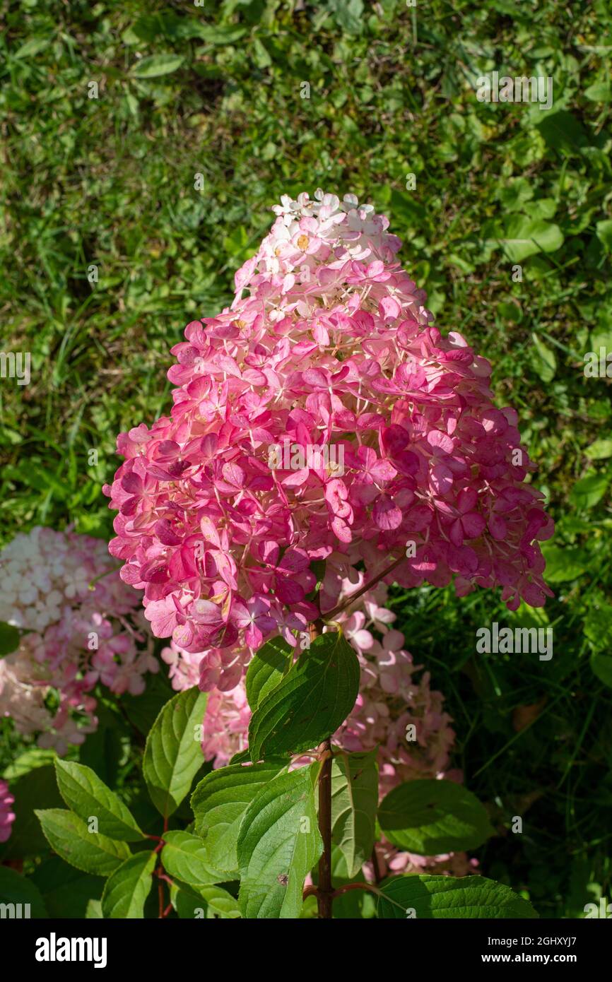 Blooming Hydrangea paniculata Grandiflora. Pink and white flowers of ...