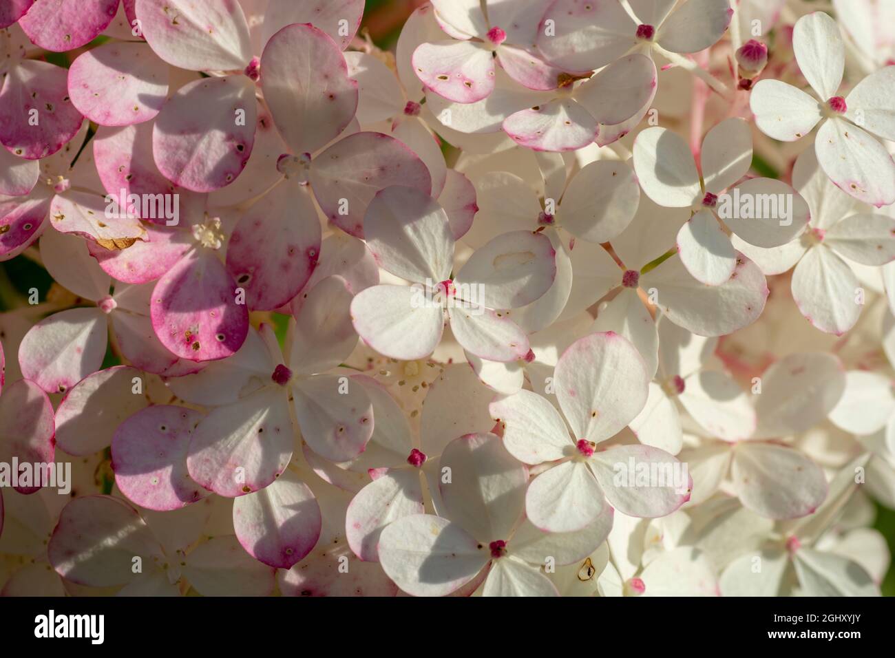 Blooming Hydrangea paniculata Grandiflora. Pink and white flowers of ...