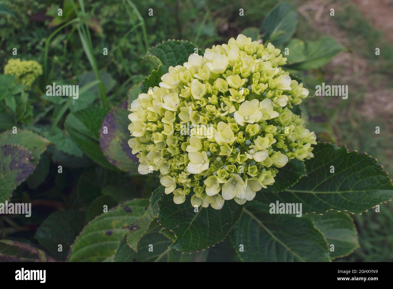 Tea of heaven hydrangea serrata hi-res stock photography and images - Alamy