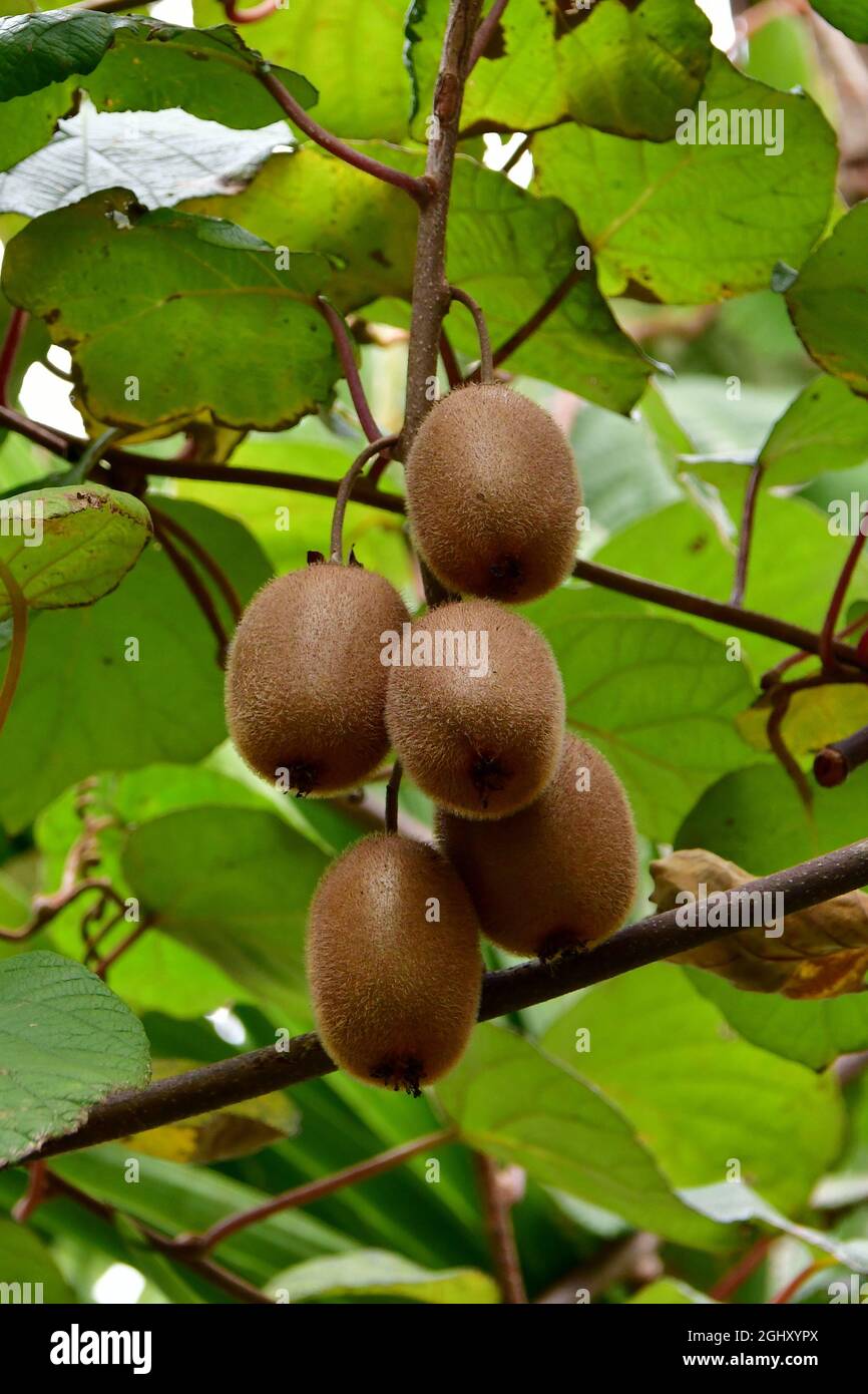 Plant of actinidia deliciosa hi-res stock photography and images - Alamy