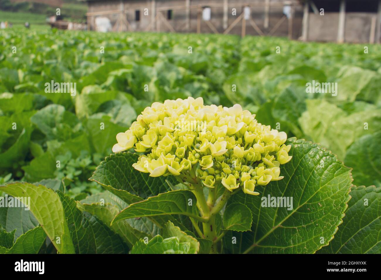 Tea of heaven hydrangea serrata hi-res stock photography and images - Alamy